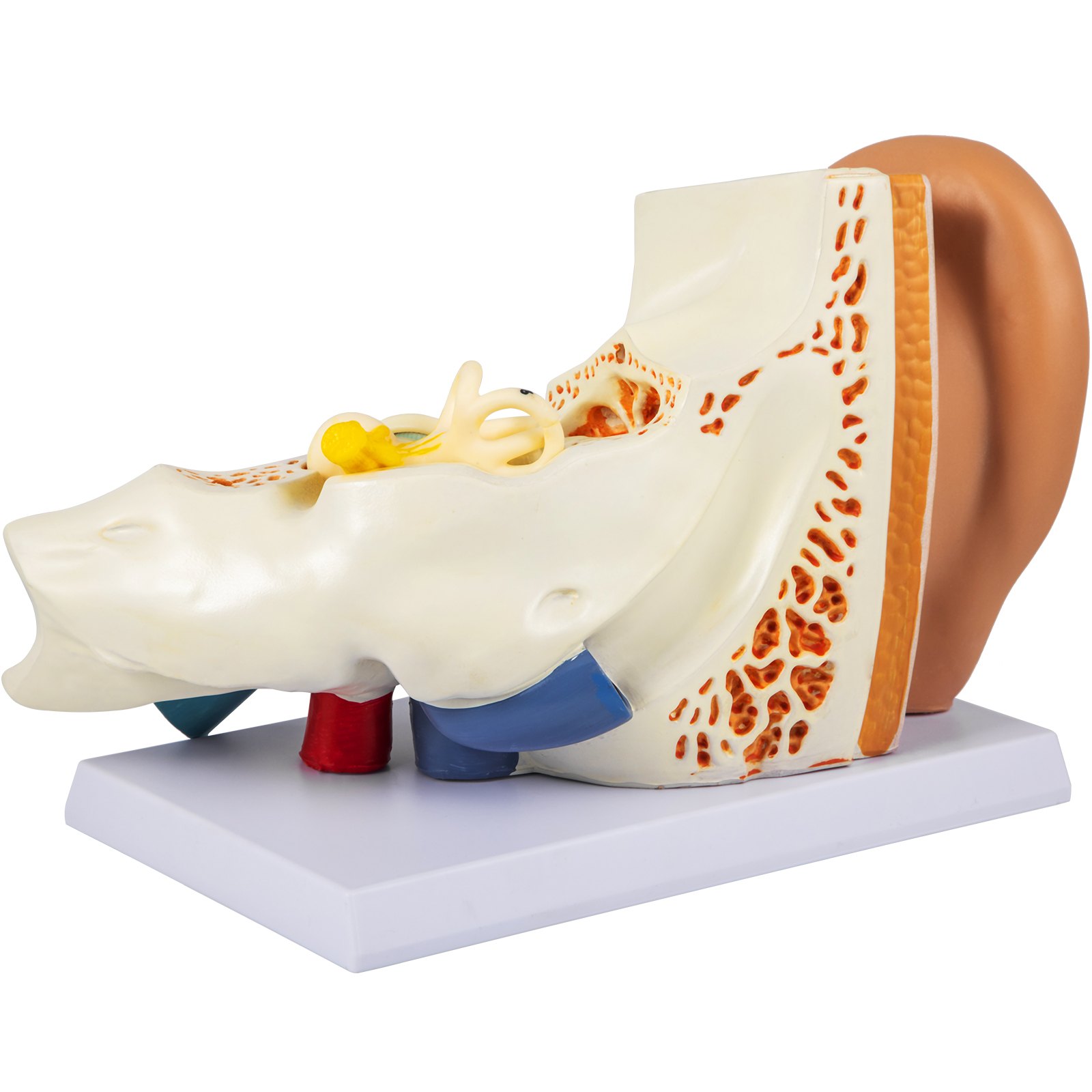 VEVOR Anatomisches Modell des menschlichen Ohres Übergroßes 5-mal ...