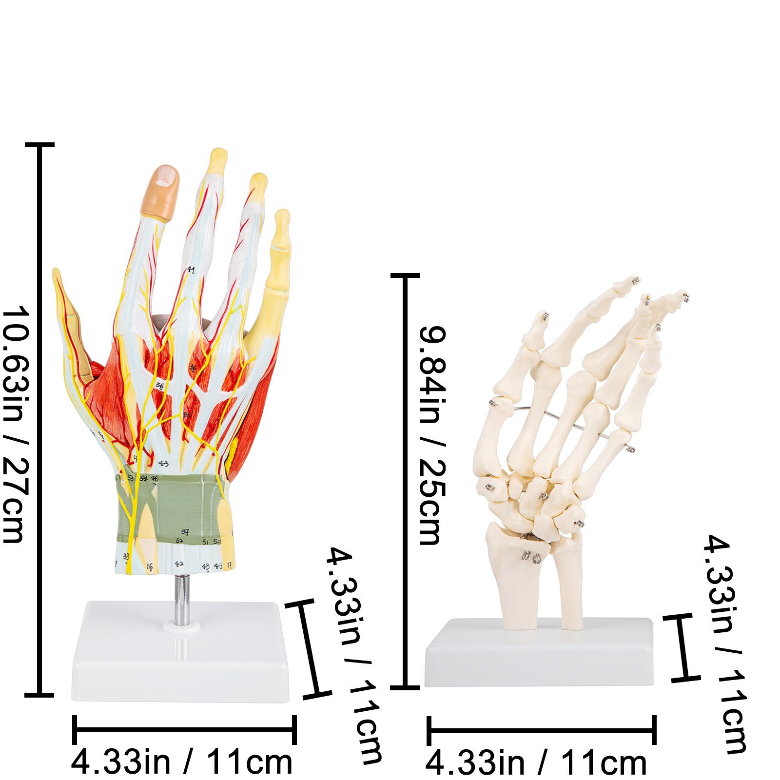 VEVOR Anatomie Modell des Handskeletts Bändern Muskeln 25x12cm Hand ...