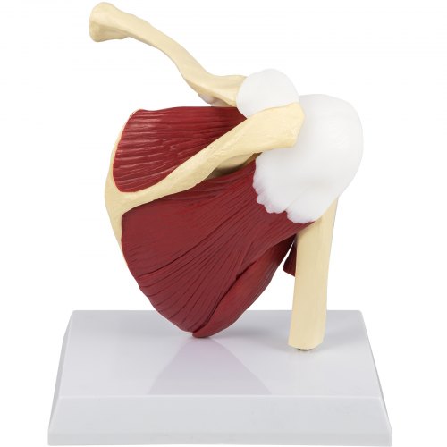 Vevor Muscled Shoulder Joint Model Shoulder Model With Ligaments Pvc ...