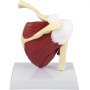 VEVOR Muscled Shoulder Joint Model PVC Shoulder Model with Ligaments ...
