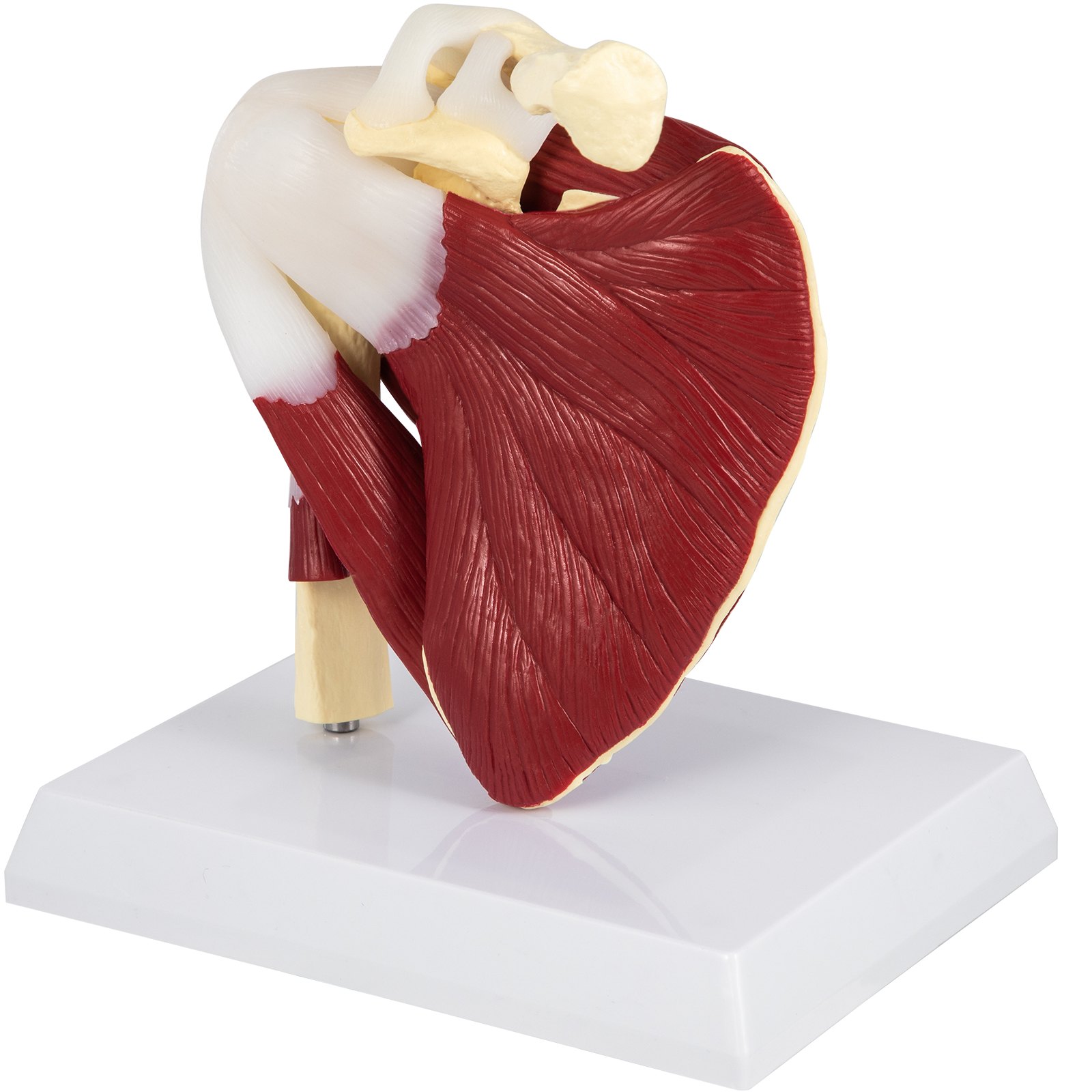 VEVOR Muscled Shoulder Joint Model PVC Shoulder Model with Ligaments ...