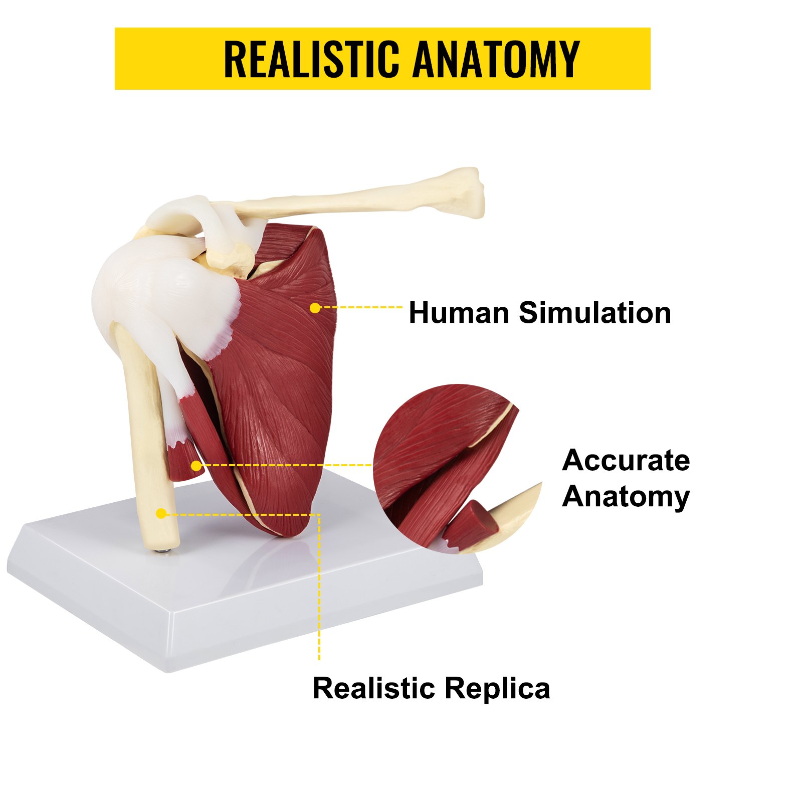 VEVOR Muscled Shoulder Joint Model PVC Shoulder Model with Ligaments ...
