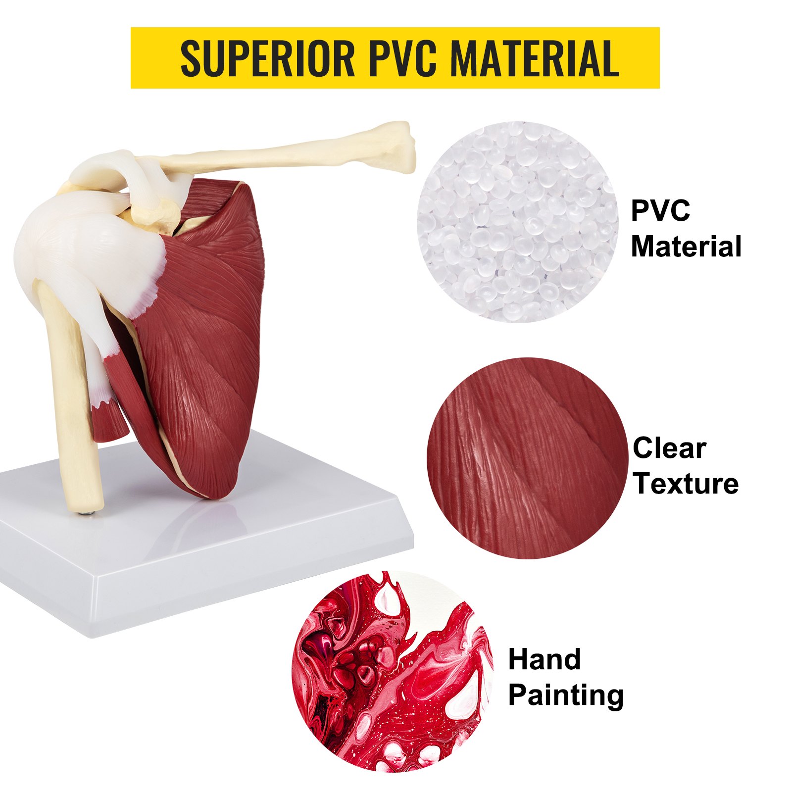 VEVOR Muscled Shoulder Joint Model PVC Shoulder Model with Ligaments ...
