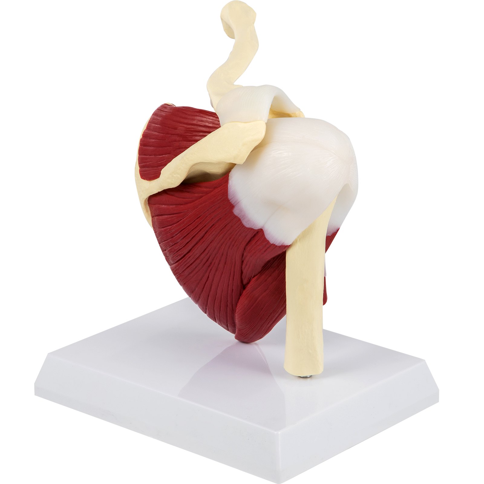 VEVOR Muscled Shoulder Joint Model PVC Shoulder Model with Ligaments ...