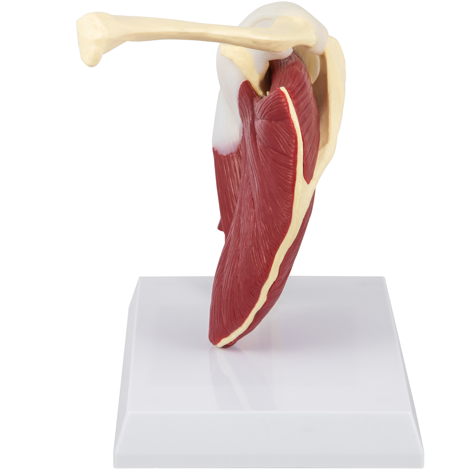 Vevor Muscled Shoulder Joint Model Shoulder Model With Ligaments Pvc ...