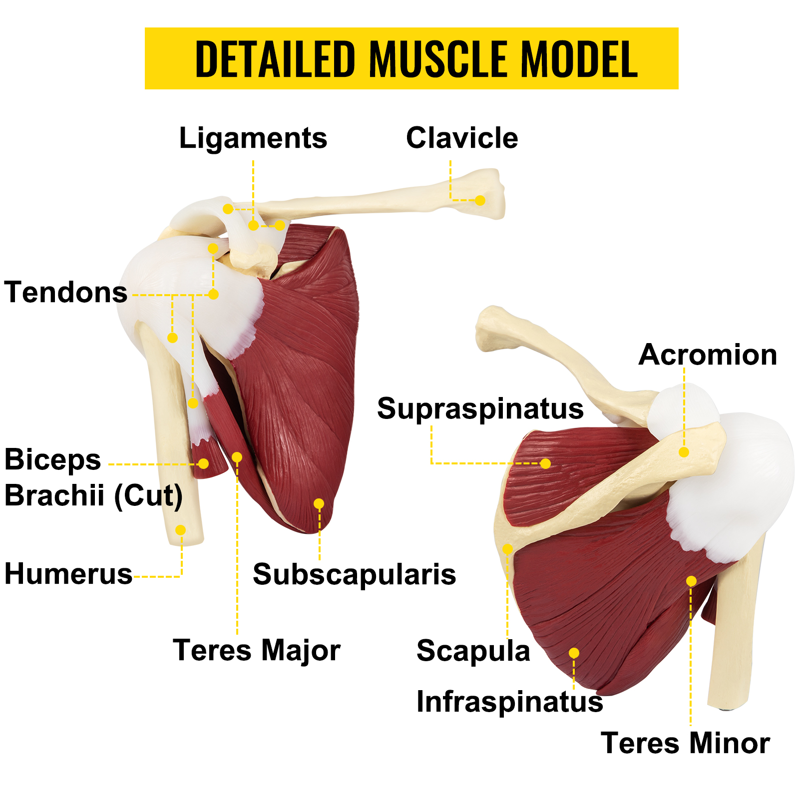 Vevor Muscled Shoulder Joint Model Shoulder Model With Ligaments Pvc ...