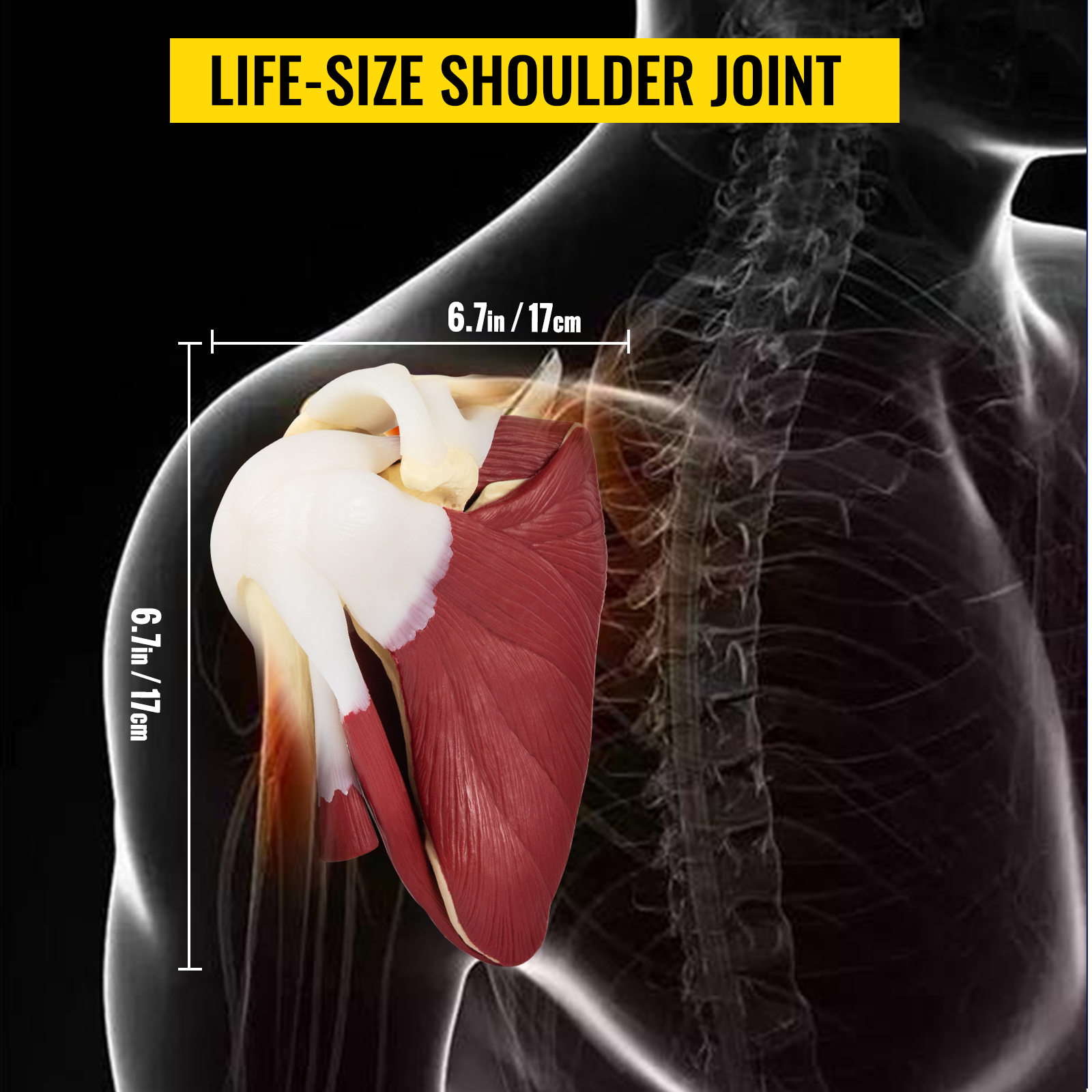 Vevor Muscled Shoulder Joint Model Shoulder Model With Ligaments Pvc ...