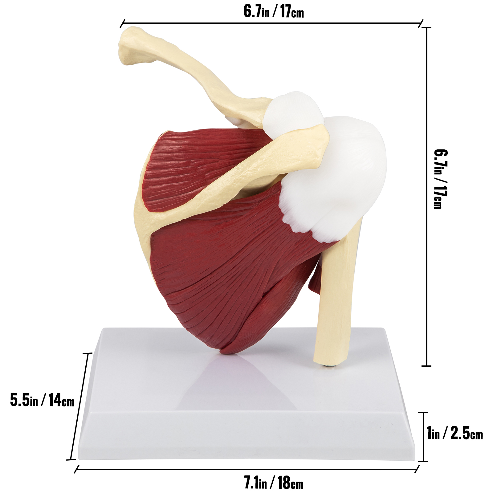 Vevor Muscled Shoulder Joint Model Shoulder Model With Ligaments Pvc ...