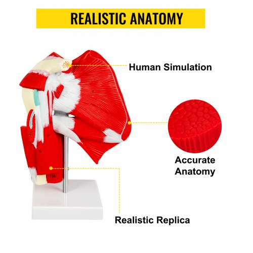VEVOR Muscled Shoulder Joint Model PVC Shoulder Model with Ligaments ...