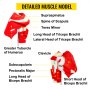 VEVOR Muscled Shoulder Joint Model PVC Shoulder Model with Ligaments ...