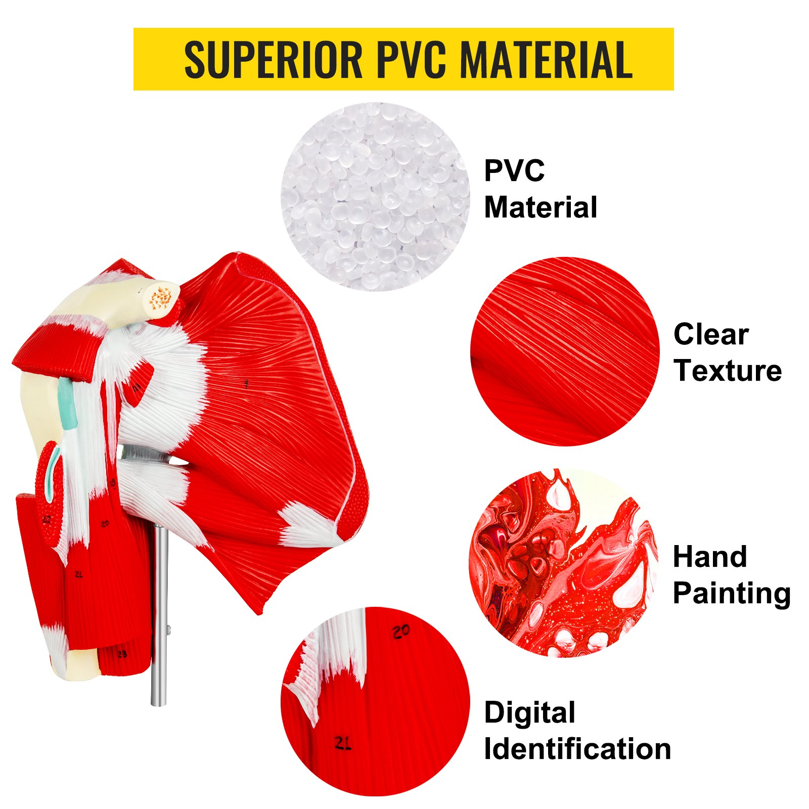 VEVOR Muscled Shoulder Joint Model PVC Shoulder Model with Ligaments ...
