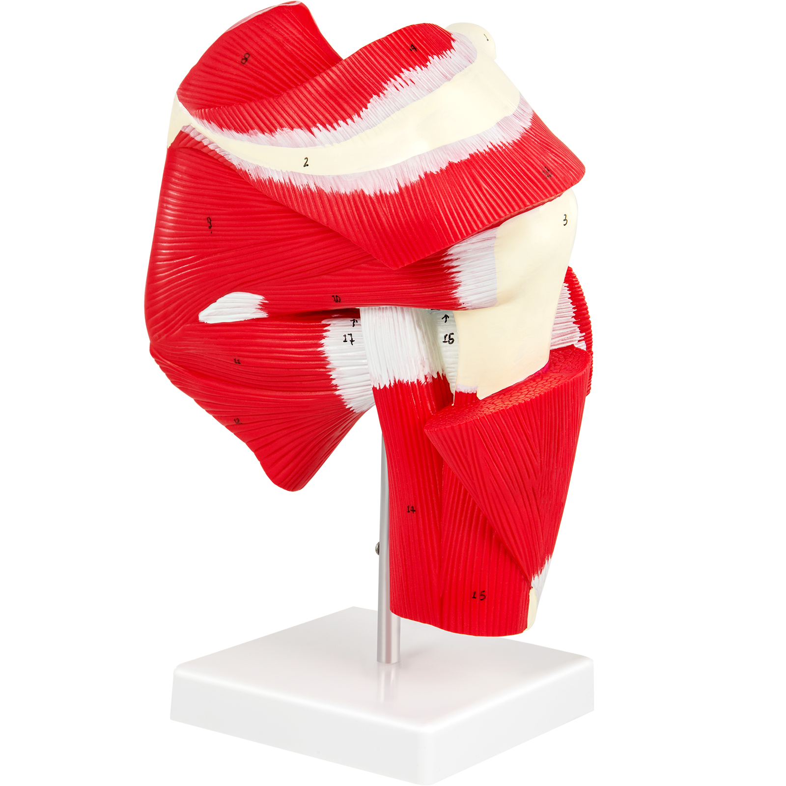 VEVOR Muscled Shoulder Joint Model PVC Shoulder Model with Ligaments ...