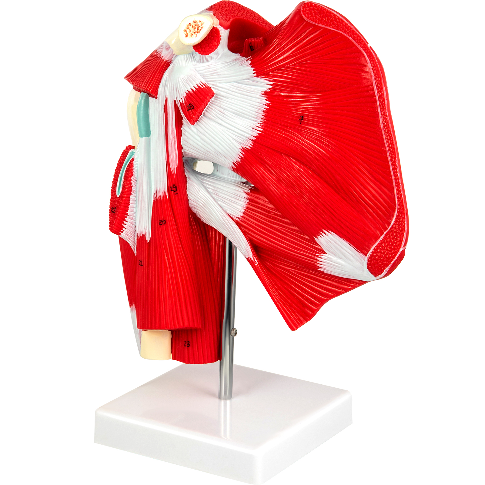 VEVOR Muscled Shoulder Joint Model PVC Shoulder Model with Ligaments ...