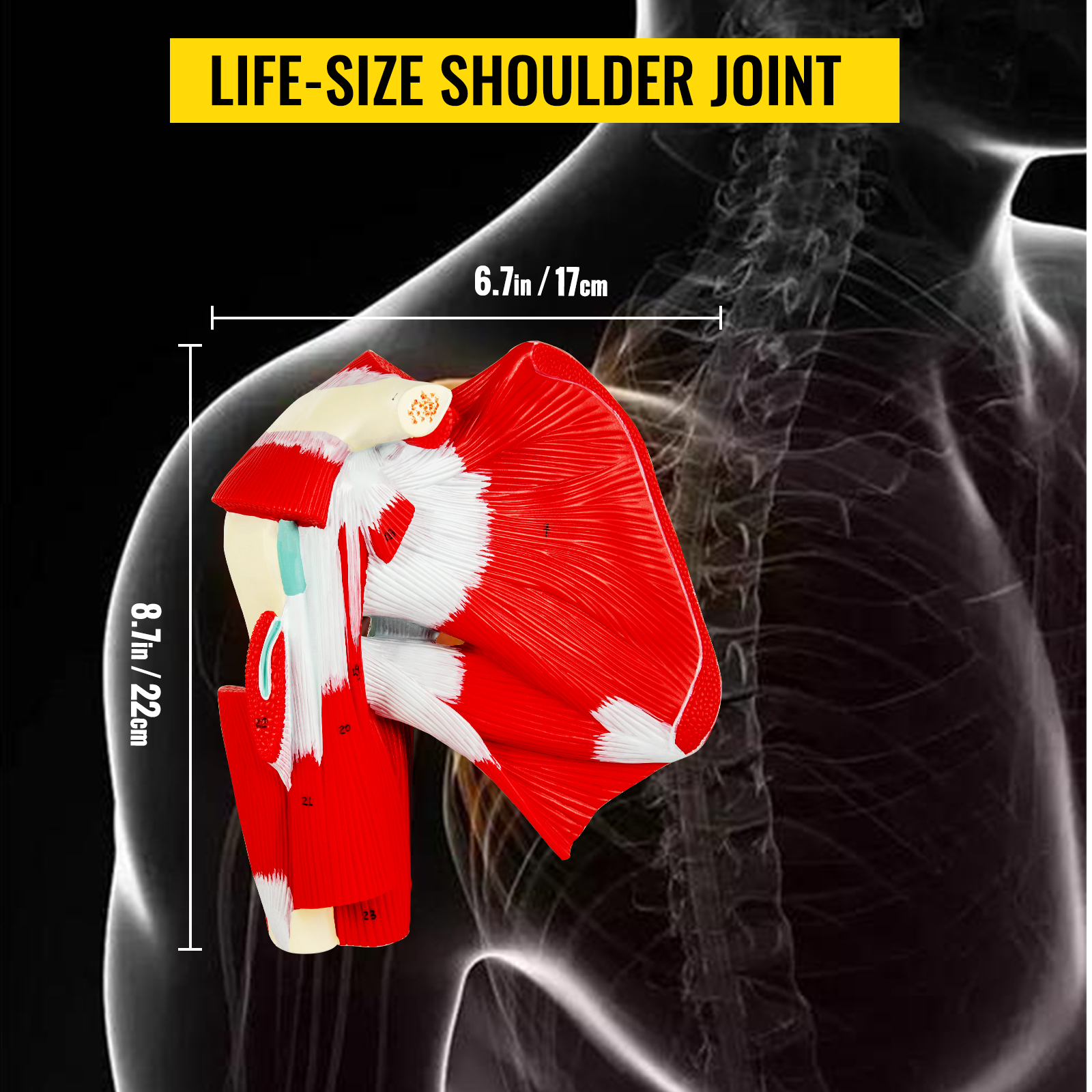 VEVOR Muscled Shoulder Joint Model PVC Shoulder Model with Ligaments ...