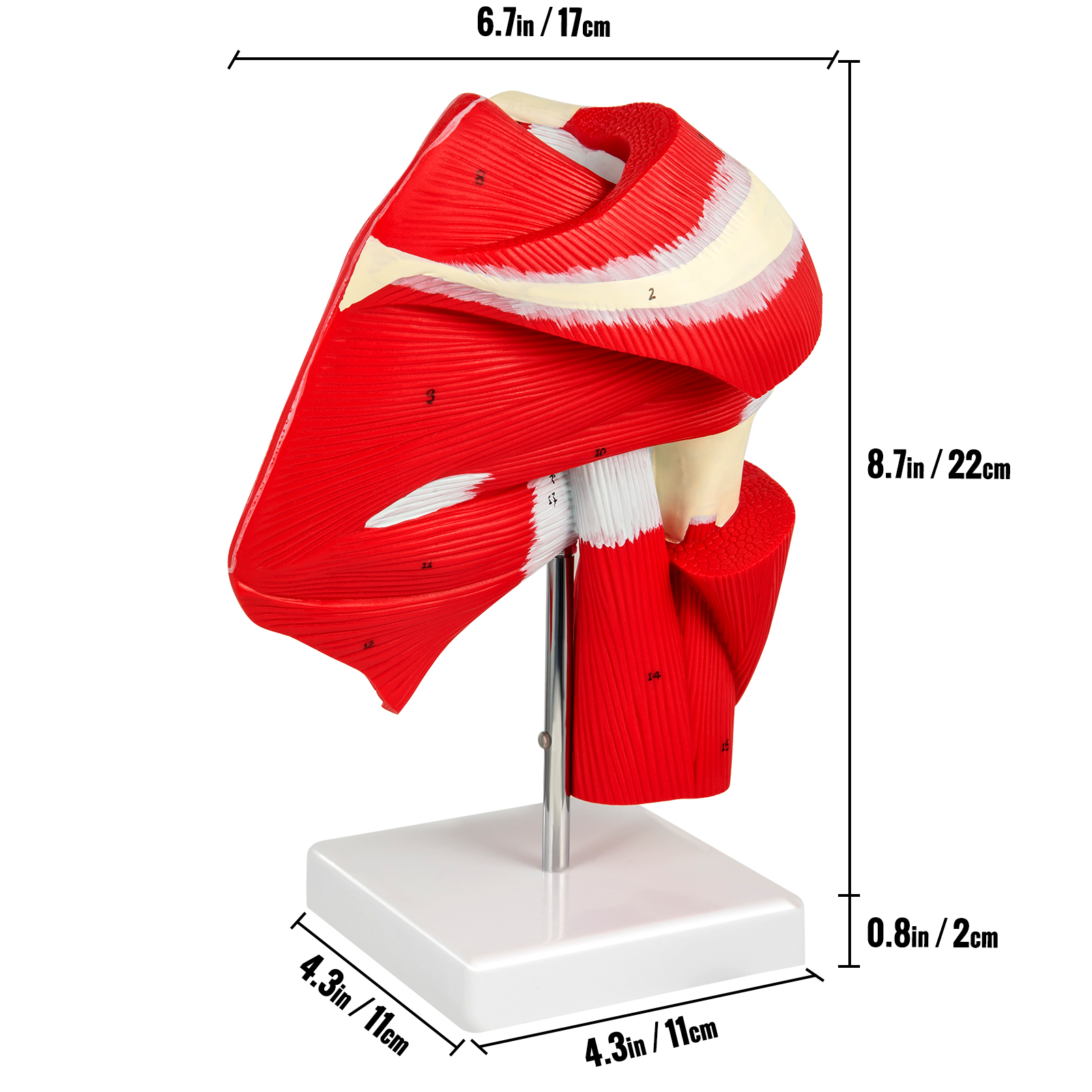 VEVOR Muscled Shoulder Joint Model PVC Shoulder Model with Ligaments ...