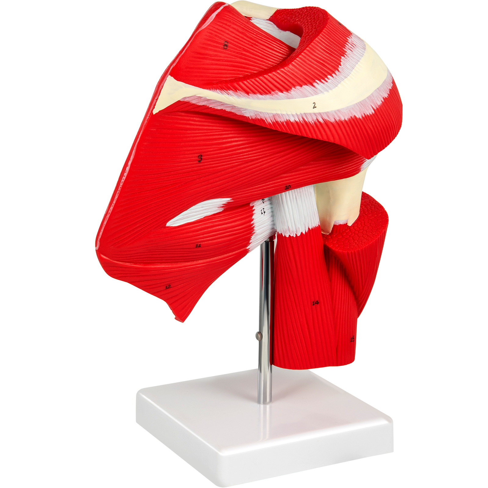 VEVOR Muscled Shoulder Joint Model PVC Shoulder Model with Ligaments ...