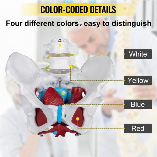 VEVOR Pelvic Floor Model, Scientific Anatomy Model, Colored Female ...