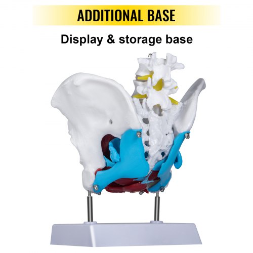 VEVOR Pelvic Floor Model, Scientific Anatomy Model, Colored Female ...
