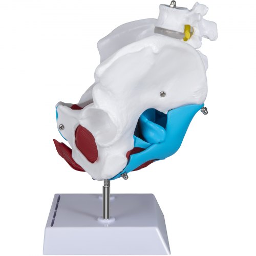 VEVOR Pelvic Floor Model, Scientific Anatomy Model, Colored Female ...