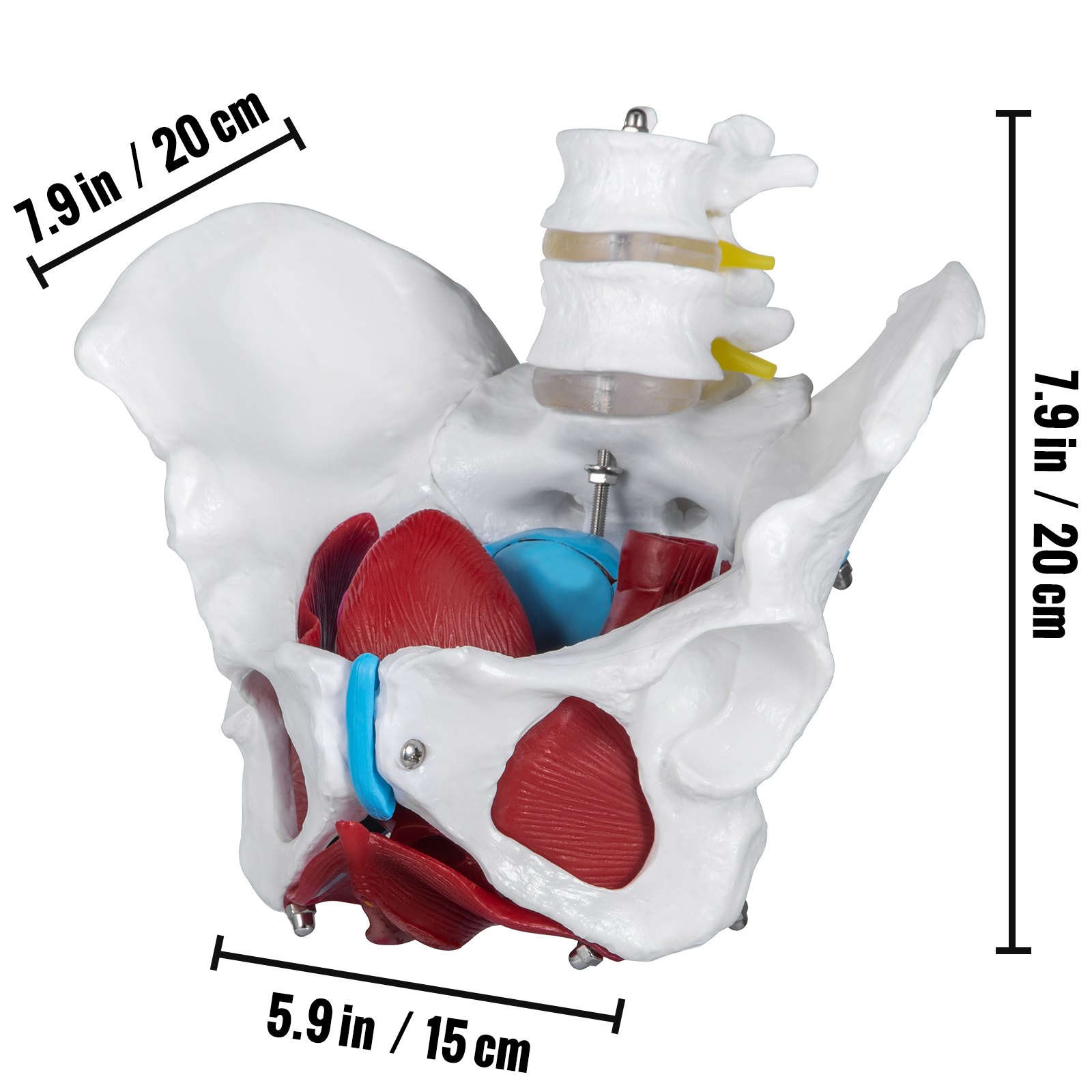 VEVOR Pelvic Floor Model, Scientific Anatomy Model, Colored Female ...