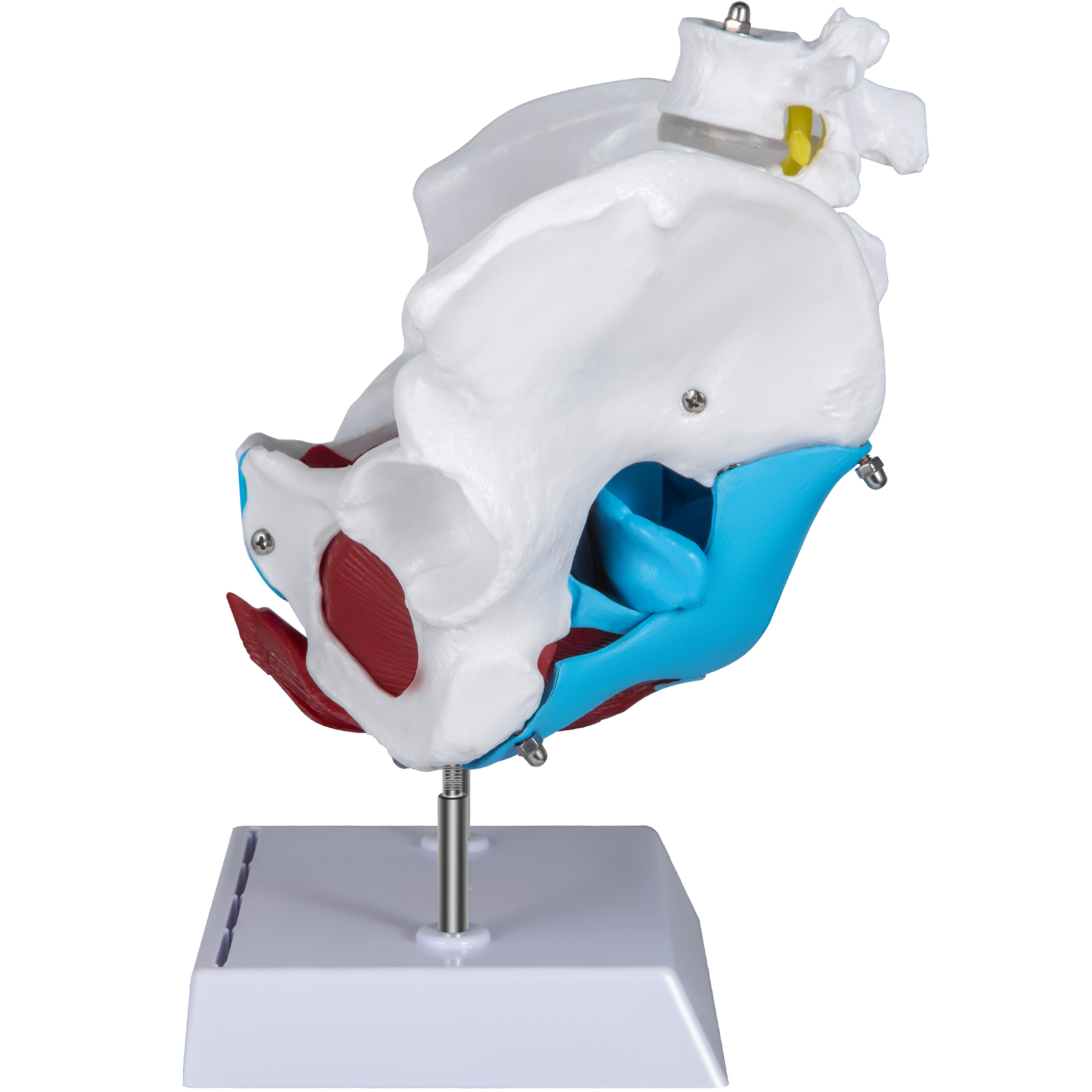 VEVOR Pelvic Floor Model, Scientific Anatomy Model, Colored Female ...