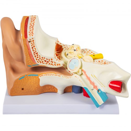 VEVOR Human Ear Anatomy Model, 5 Times Enlarged Human Ear Model, PVC Plastic Anatomical Ear ...