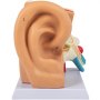 VEVOR Human Ear Anatomy Model, 5 Times Enlarged Human Ear Model, PVC ...