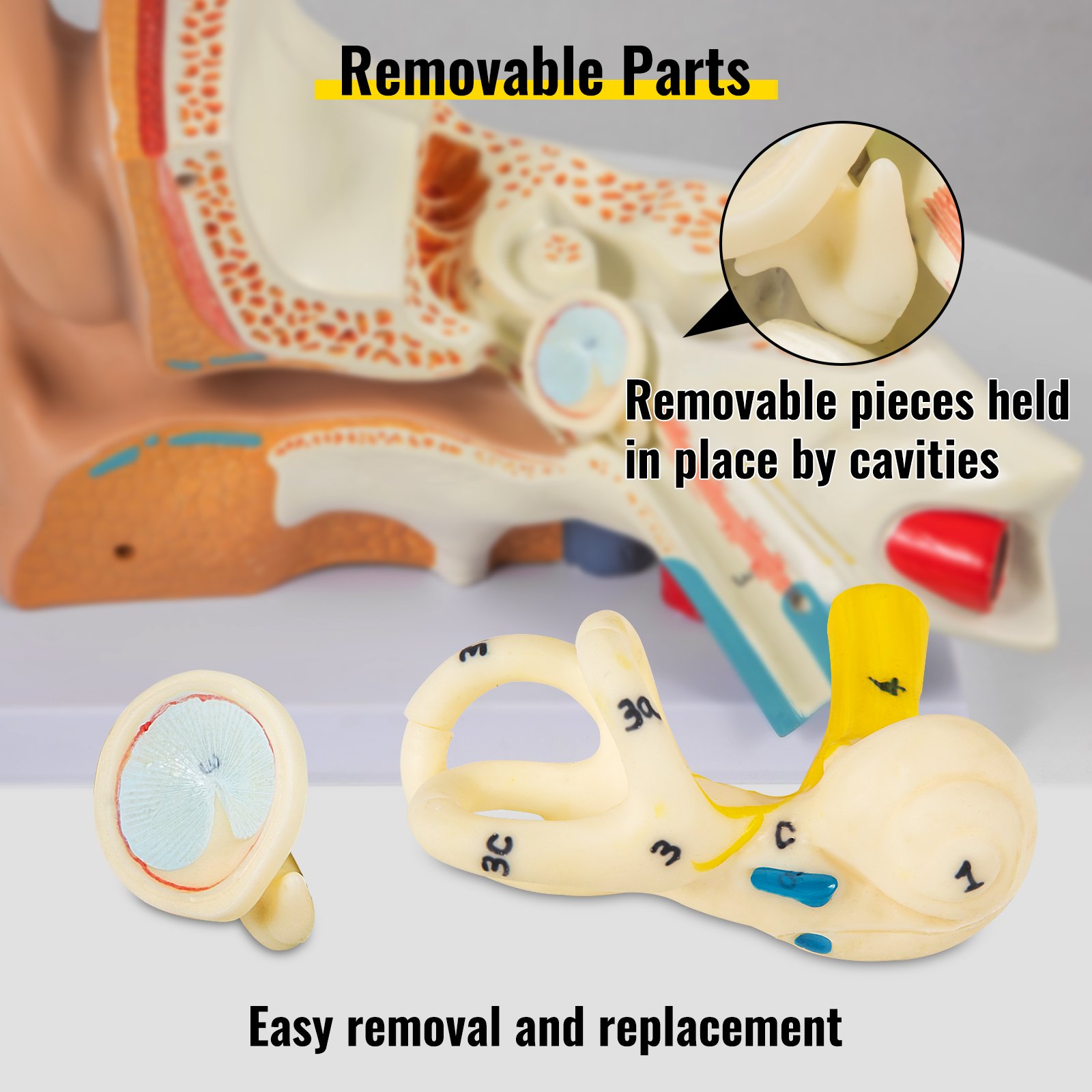 VEVOR Human Ear Anatomy Model, 5 Times Enlarged Human Ear Model, PVC ...