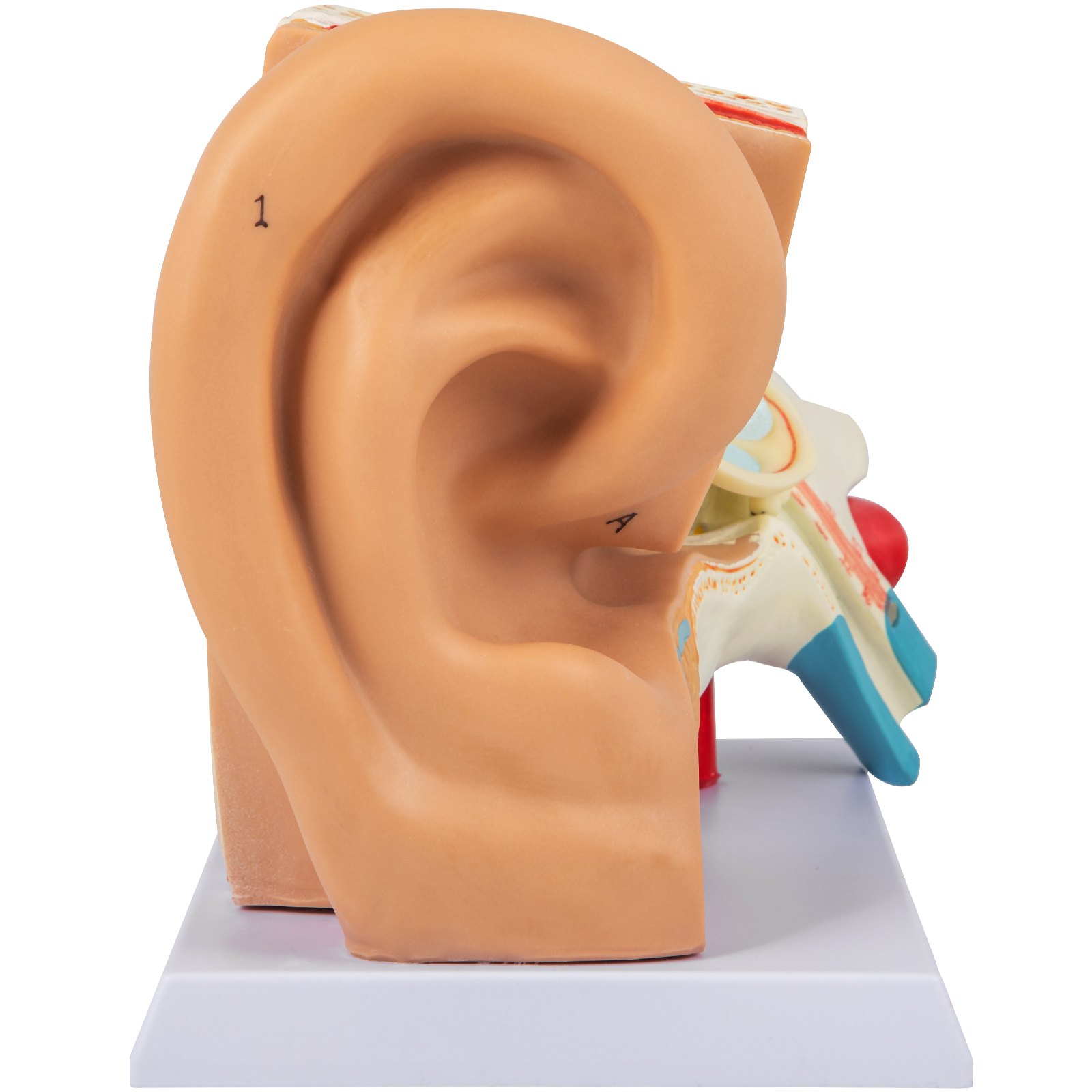 VEVOR Human Ear Anatomy Model, 5 Times Enlarged Human Ear Model, PVC Plastic Anatomical Ear ...