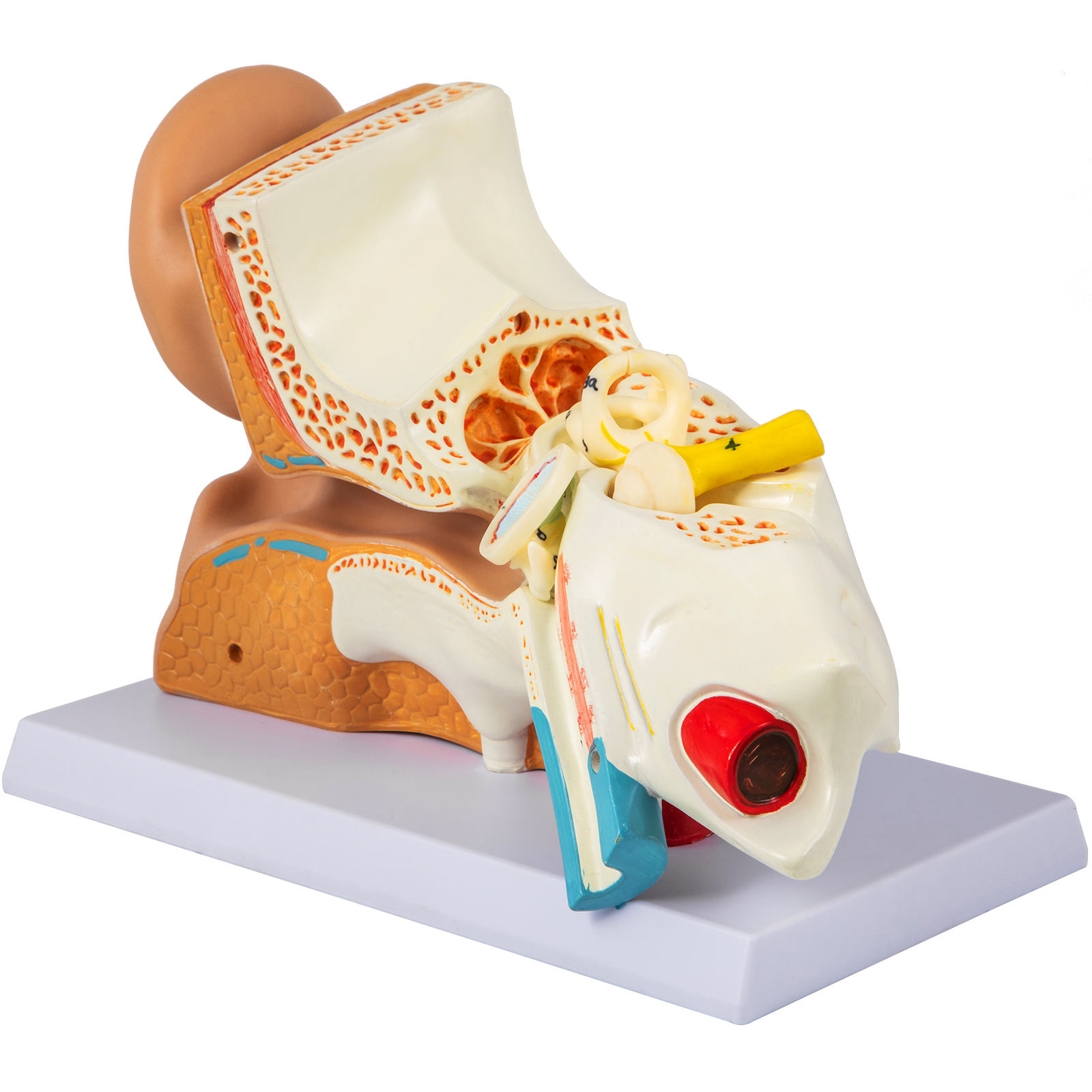 VEVOR Human Ear Anatomy Model, 5 Times Enlarged Human Ear Model, PVC Plastic Anatomical Ear ...