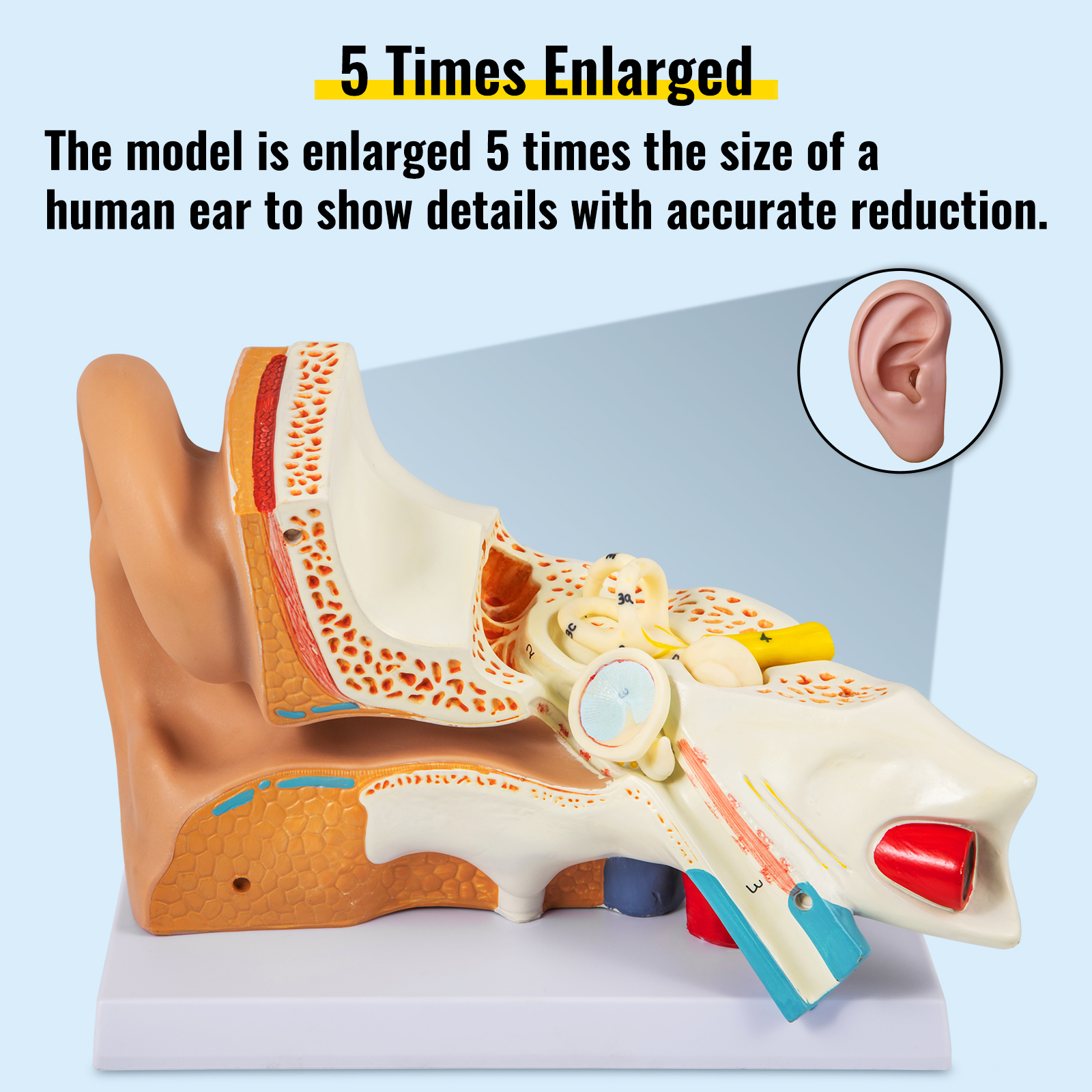 VEVOR Human Ear Anatomy Model, 5 Times Enlarged Human Ear Model, PVC Plastic Anatomical Ear ...