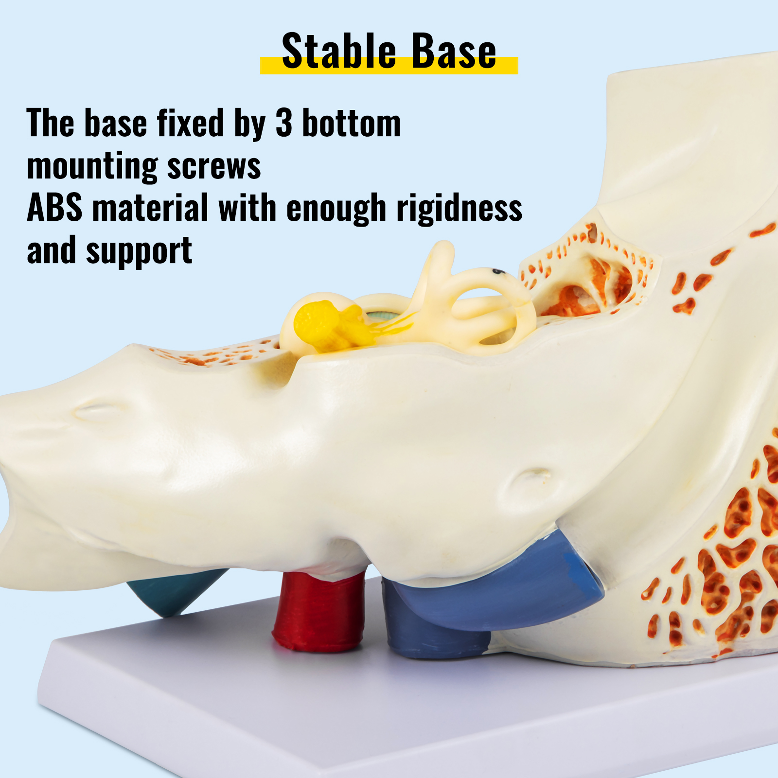 VEVOR Human Ear Anatomy Model, 5 Times Enlarged Human Ear Model, PVC ...