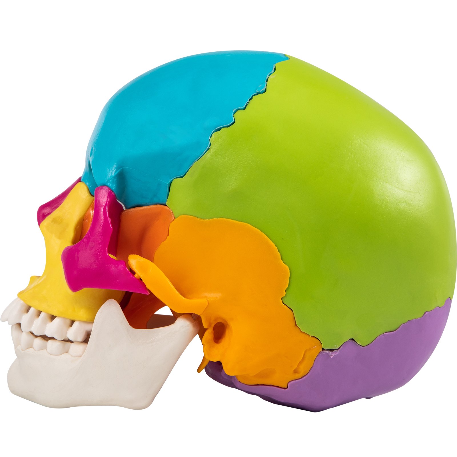 VEVOR Human Skull Model, 22 Parts Human Skull Anatomy, Life-Size ...