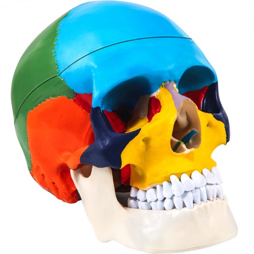 VEVOR Human Skull Model, 8 Parts Brain Human Skull Anatomy, Life-Size ...