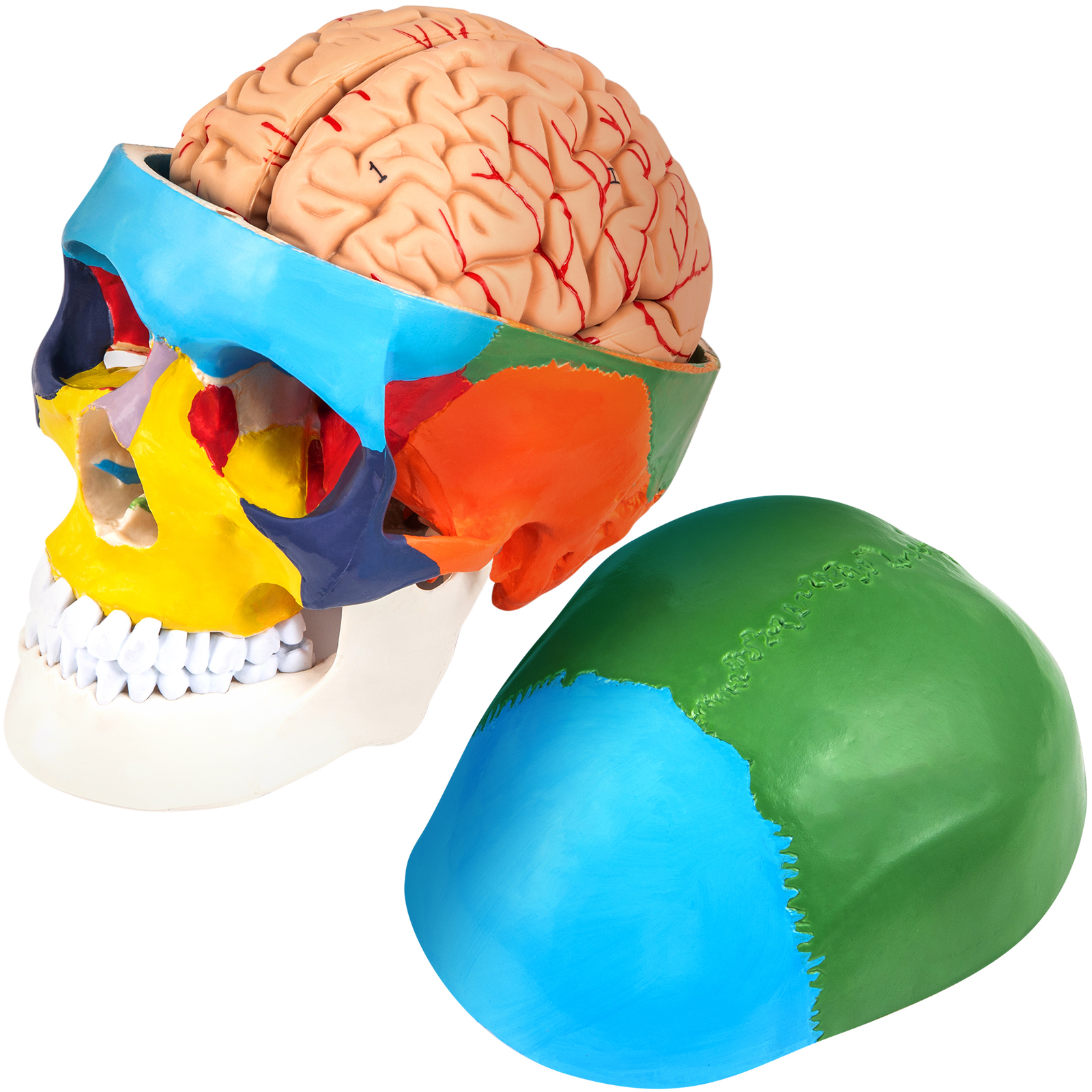 VEVOR Human Skull Model, 8 Parts Brain Human Skull Anatomy, Life-Size ...