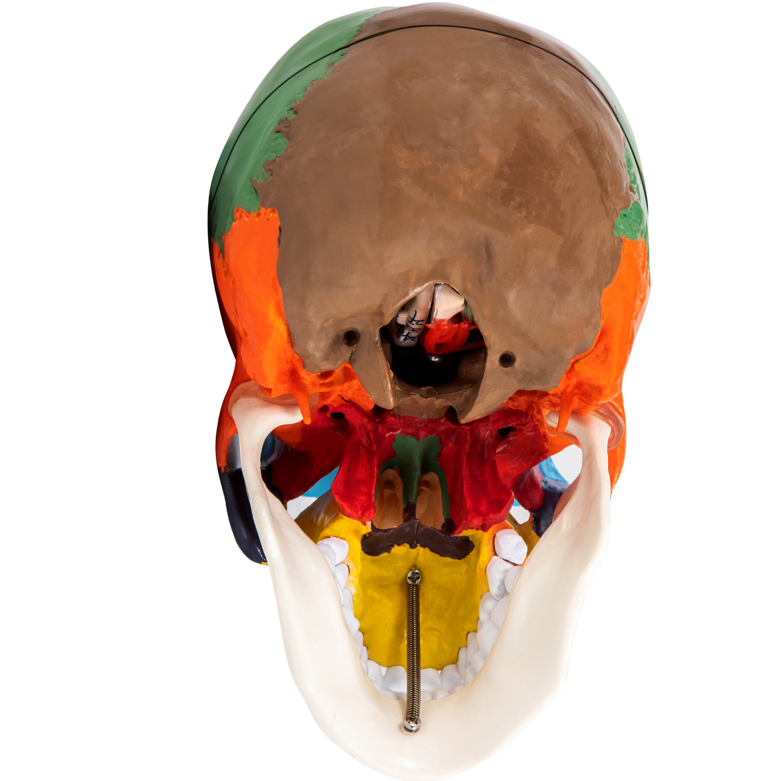 VEVOR Human Skull Model, 8 Parts Brain Human Skull Anatomy, Life-Size ...