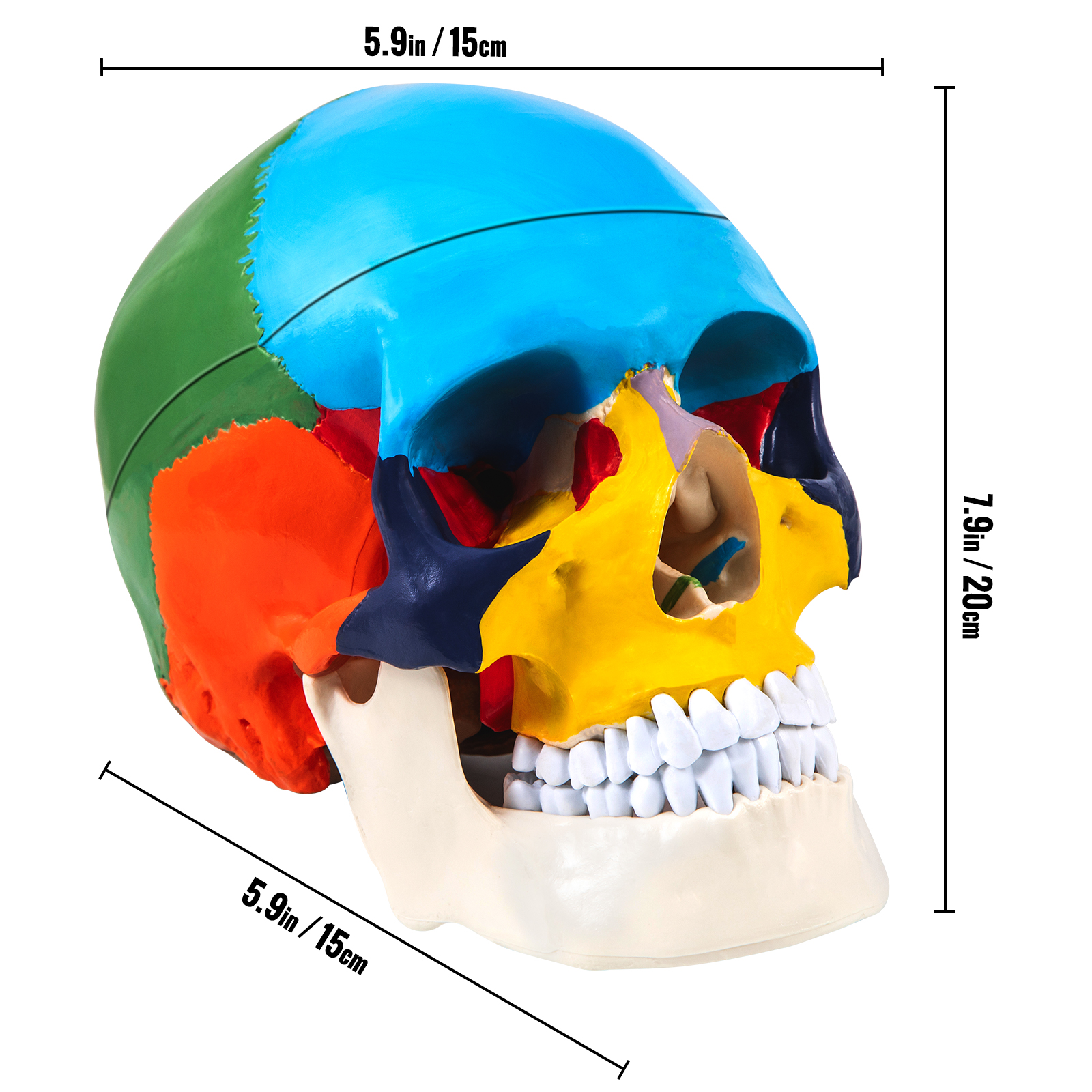 VEVOR Human Skull Model, 8 Parts Brain Human Skull Anatomy, Life-Size ...
