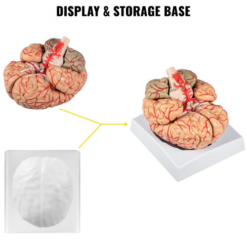 VEVOR Human Brain Model Anatomy 9-Part Model of Brain w/ Labels ...