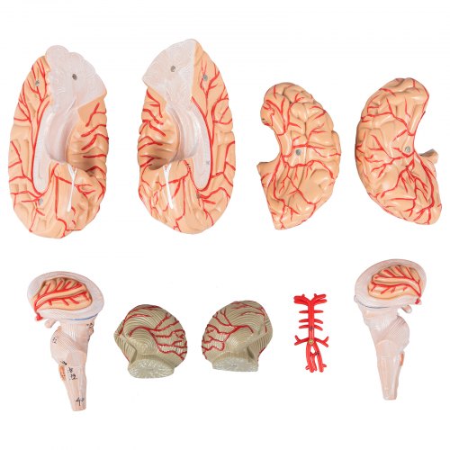 VEVOR Human Brain Model Anatomy 9-Part Model of Brain w/ Labels ...
