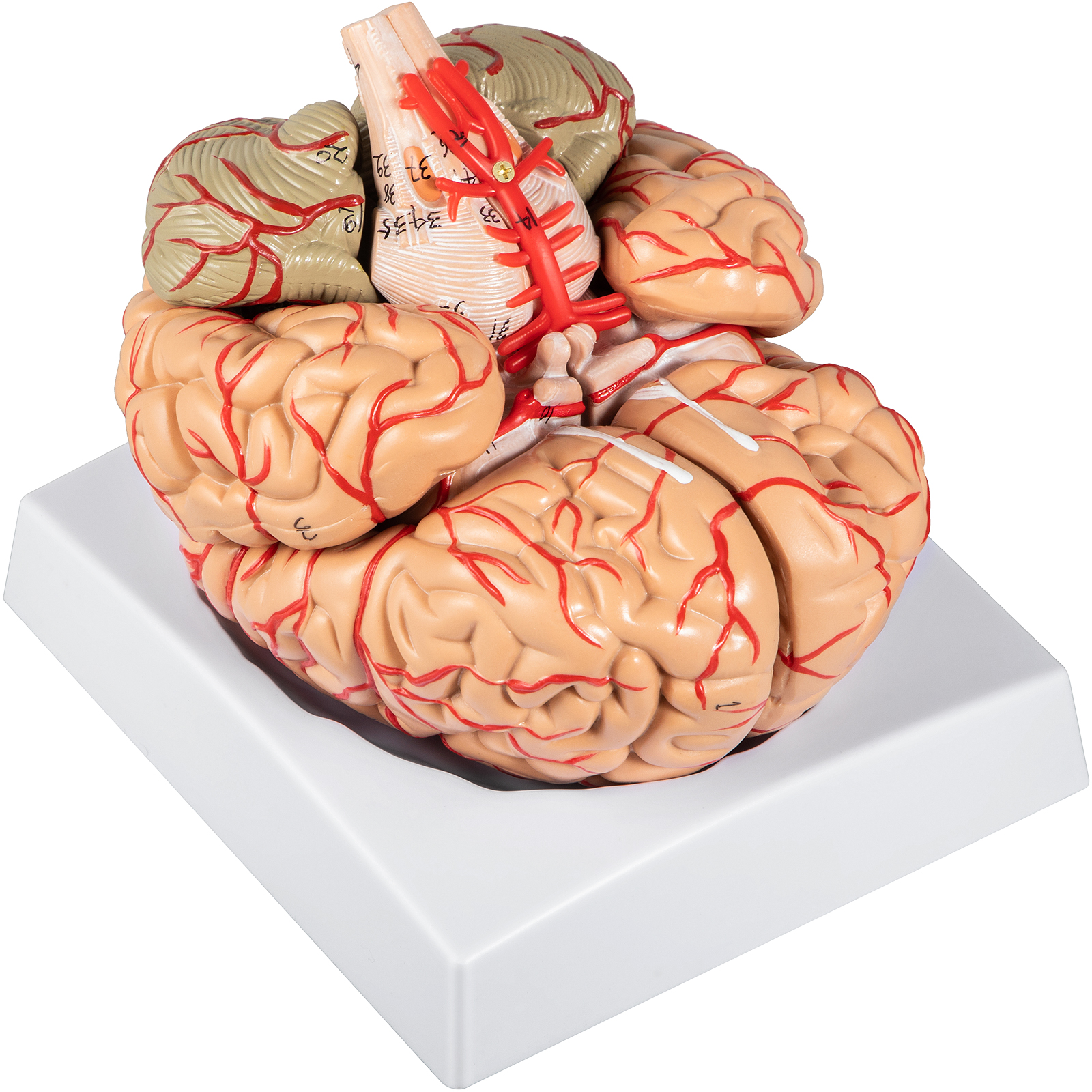 VEVOR Human Brain Model Anatomy 9-Part Model of Brain w/ Labels ...