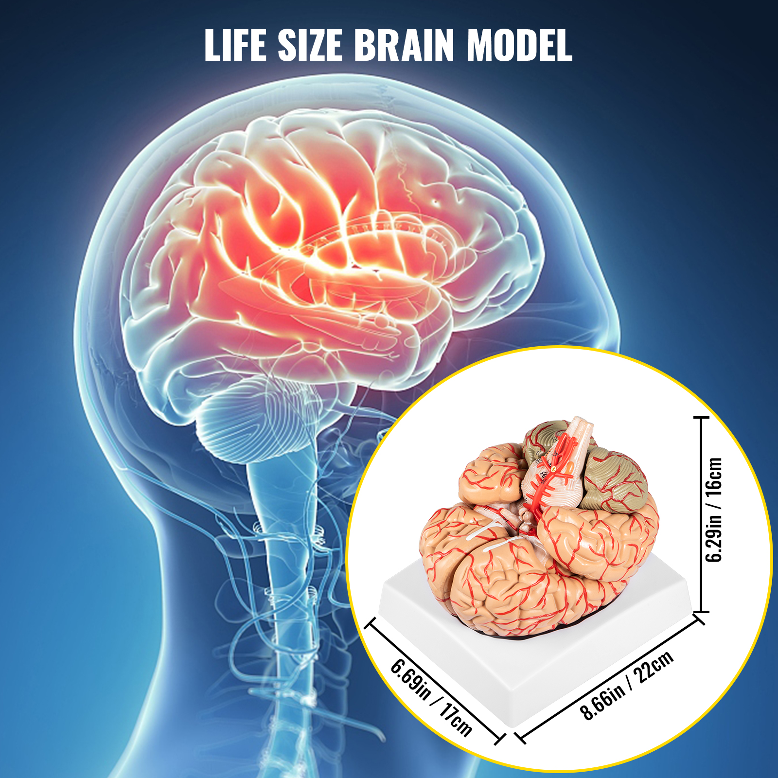 VEVOR Human Brain Model Anatomy 9-Part Model of Brain w/ Labels ...