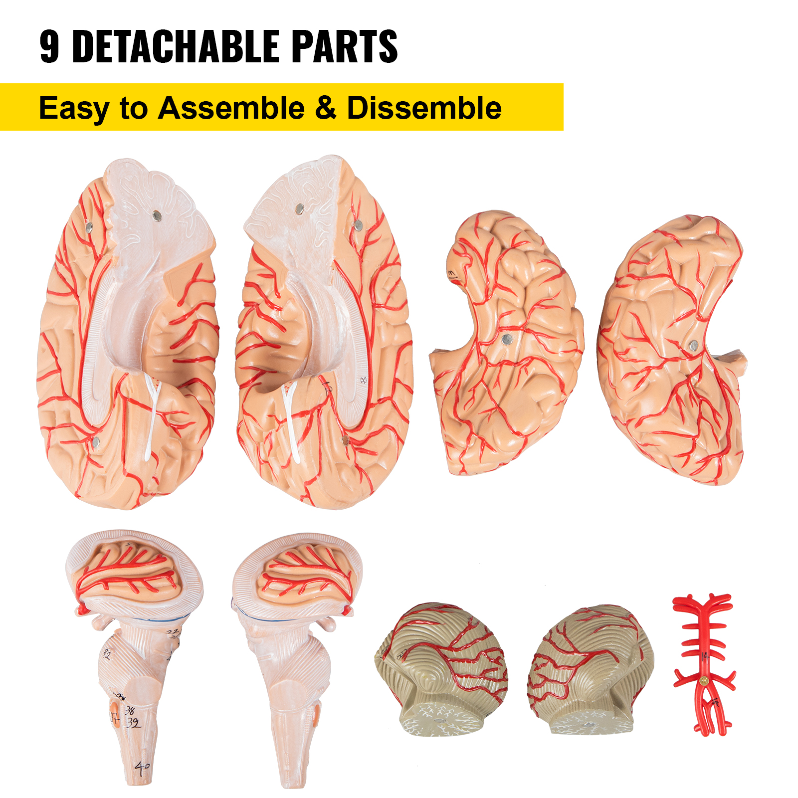 VEVOR Human Brain Model Anatomy 9-Part Model of Brain w/ Labels ...