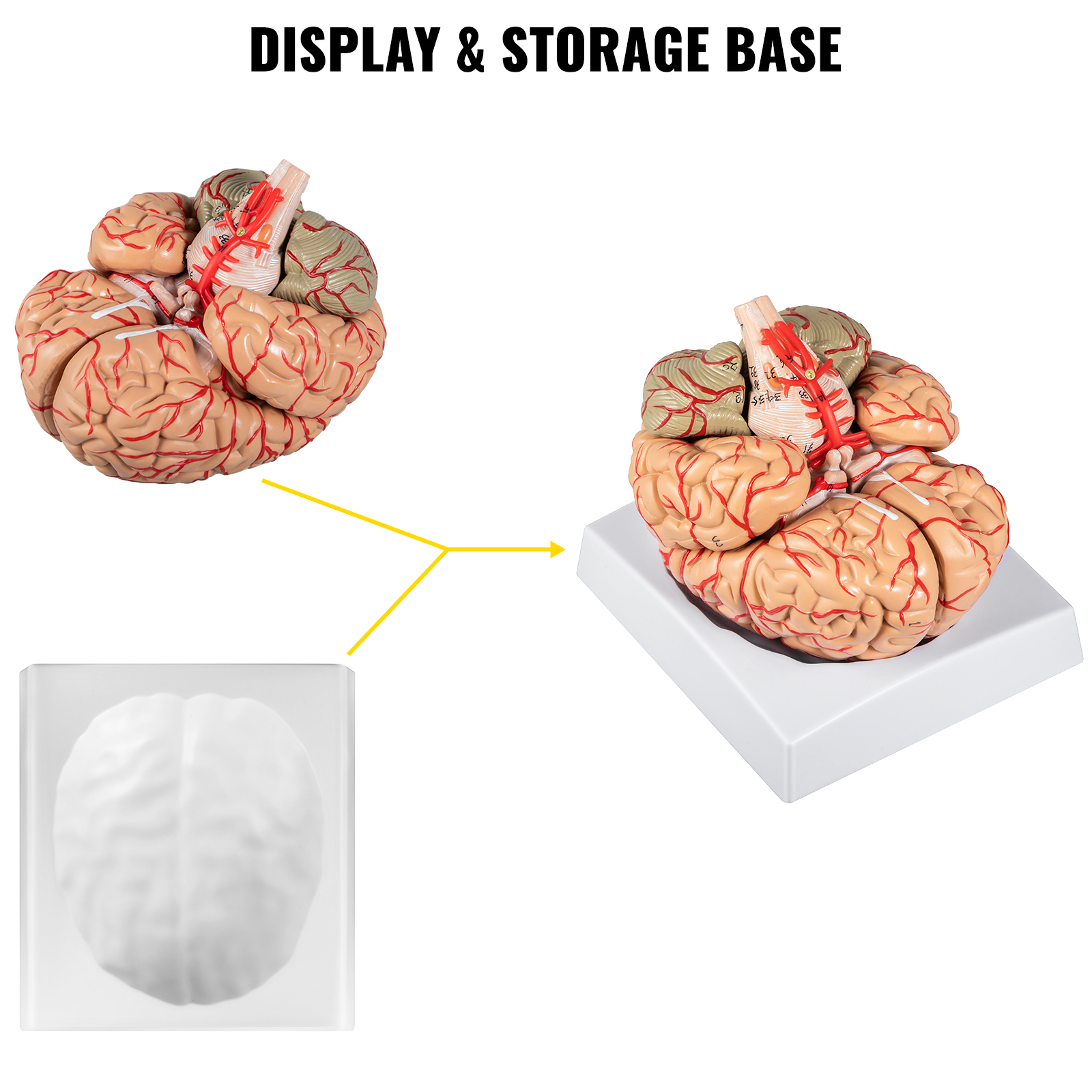VEVOR Human Brain Model Anatomy 9-Part Model of Brain w/ Labels ...