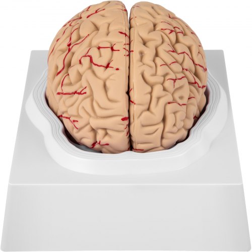 VEVOR Human Brain Model Anatomy 9-Part Model of Brain Life Size Human ...