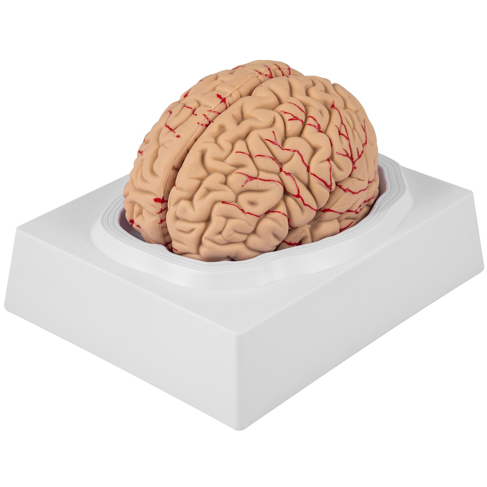 VEVOR Human Brain Model Anatomy 9-Part Model of Brain Life Size Human ... VEVOR Human Brain Model Anatomy 9-Part Model of Brain Life Size Human ...