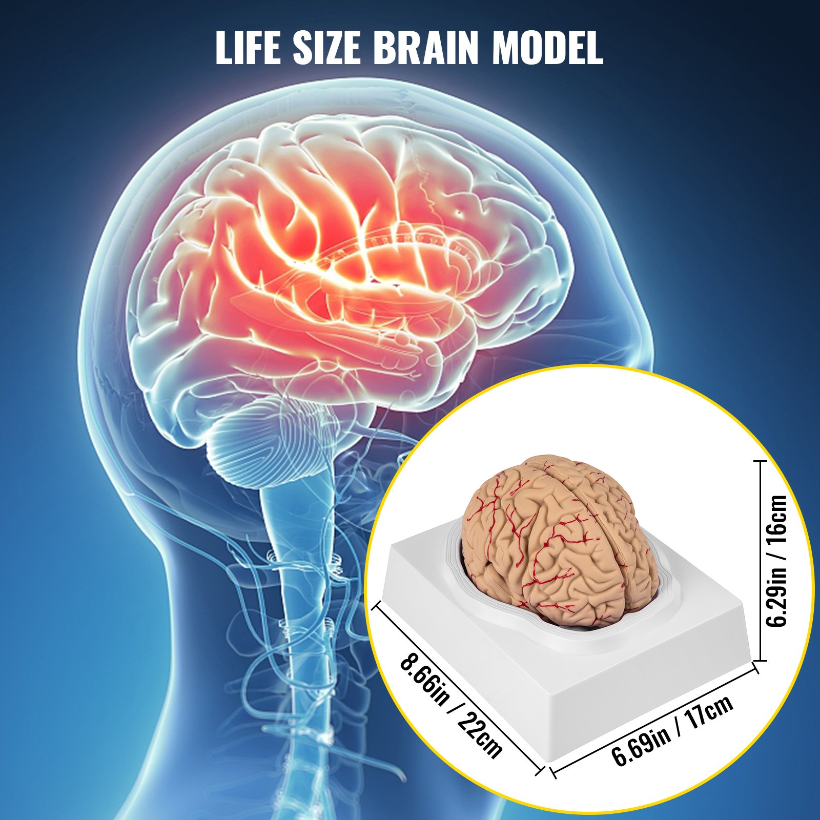 VEVOR Human Brain Model Anatomy 9-Part Model of Brain Life Size Human ...