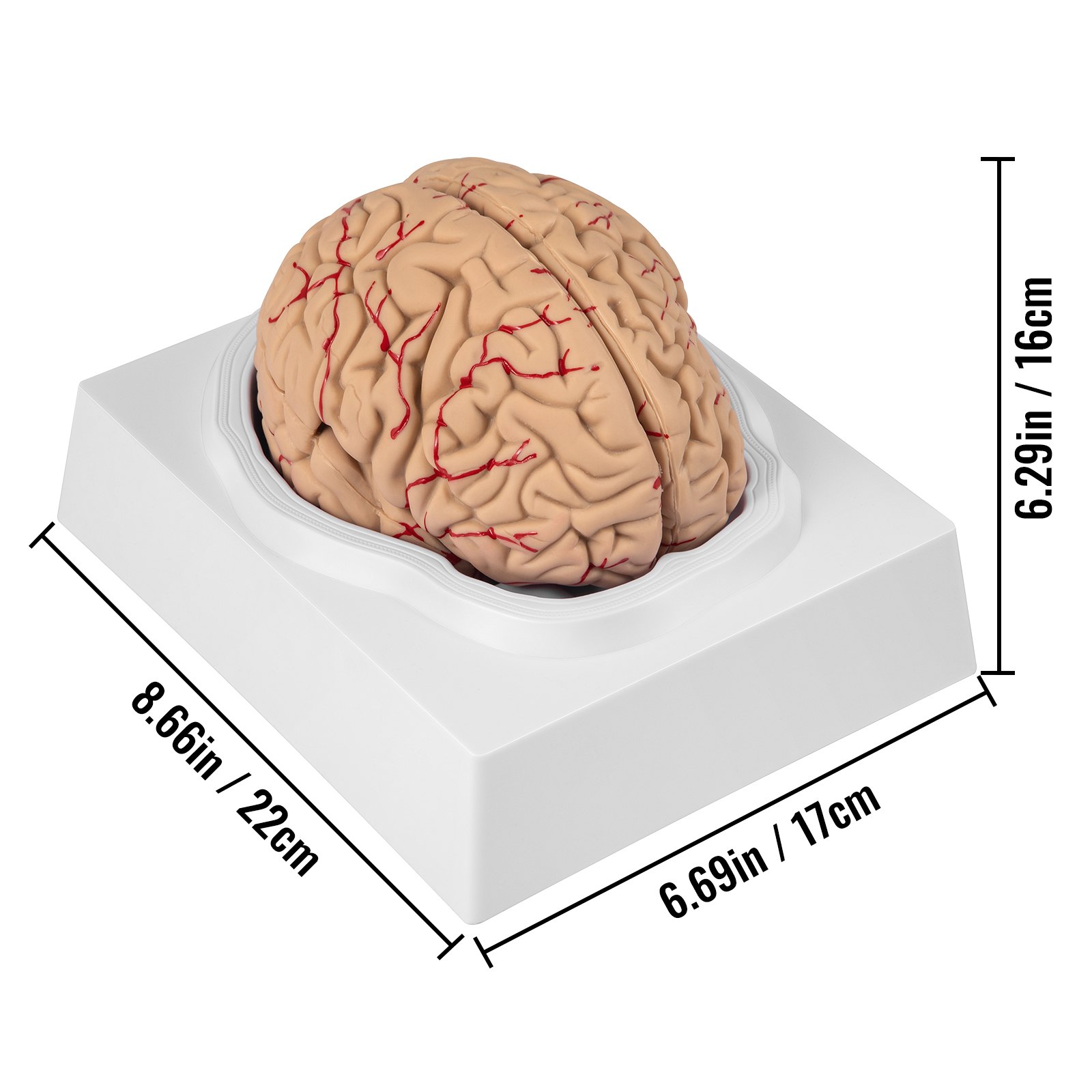VEVOR Human Brain Model Anatomy 9-Part Model of Brain Life Size Human ...