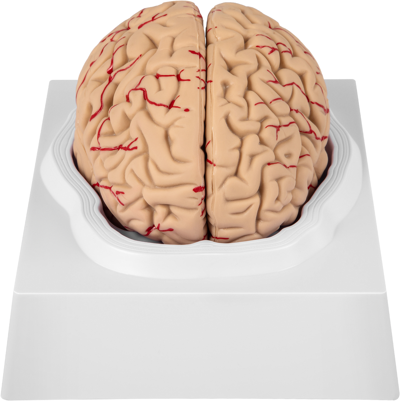 VEVOR Human Brain Model Anatomy 9-Part Model of Brain Life Size Human ...
