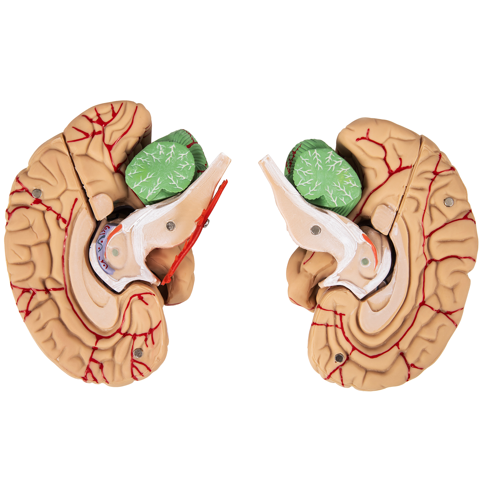 VEVOR Human Brain Model Anatomy 9-Part Model of Brain Life Size Human ...