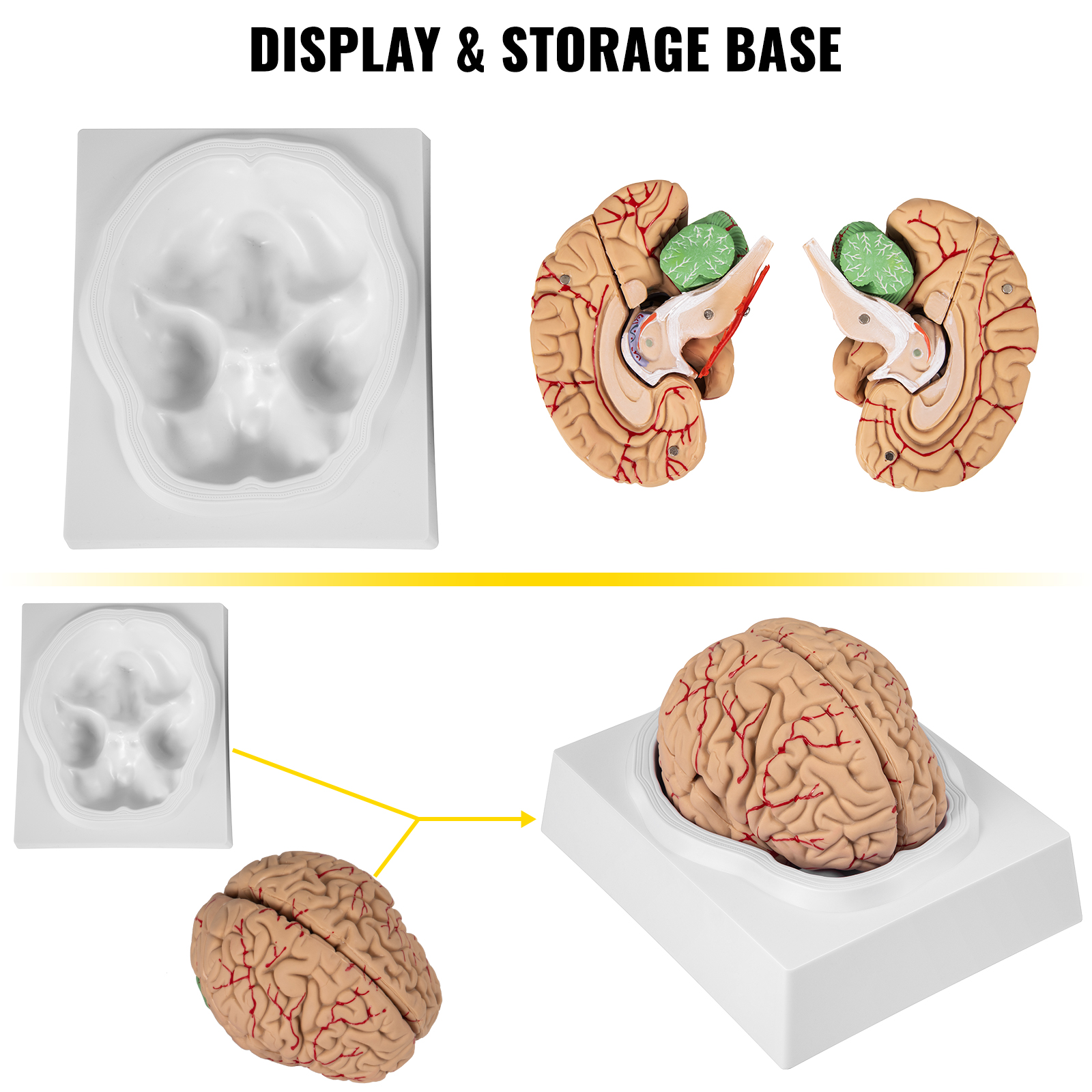 VEVOR Human Brain Model Anatomy 9-Part Model of Brain Life Size Human ...